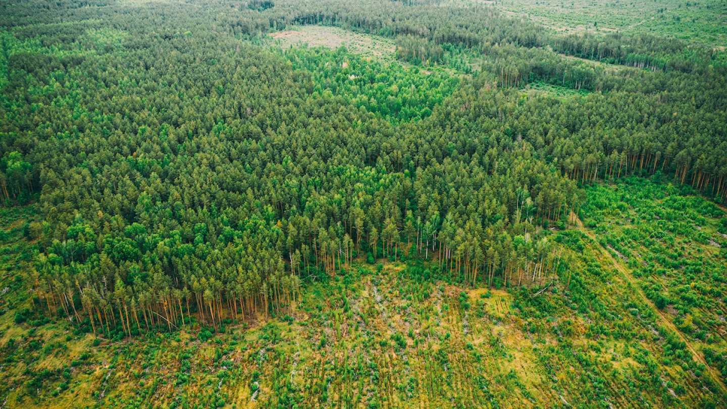 Ending Deforestation | School of Professional Studies | Brown University